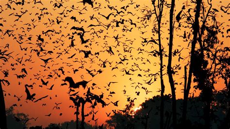 Kasanka Bat Migration Pulse Africa