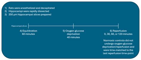 Ijms Free Full Text Sex Dependent Differences In The Ischemiareperfusion Induced Expression