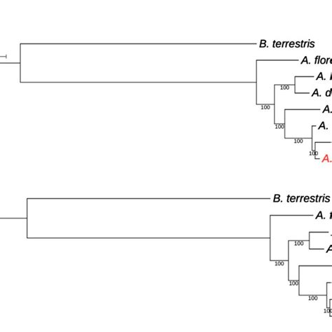 Maximum Likelihood Trees Constructed By Iq Tree A And Raxml Ng B Download Scientific