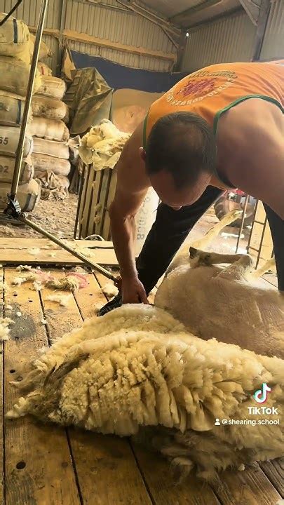 Robbie Hislop Shearing School Sheep365 Youtube