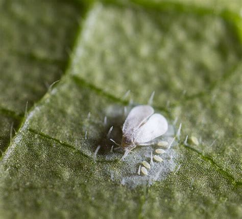 A Step By Step Guide To Whitefly Control Koppert Us