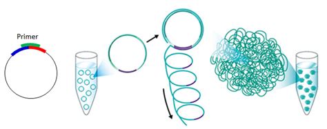 Bgiseq 500 （dnbseq G50） Sequencing