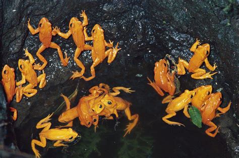 Golden Toad Bufo Periglenes Males Breeding Aggregation Extinct
