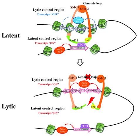 Episome Conformational Control Of Latency The Figure Depicts The