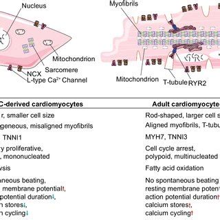 Comparison Of HiPSC CMs With Adult CMs In Terms Of Morphology Download Scientific Diagram