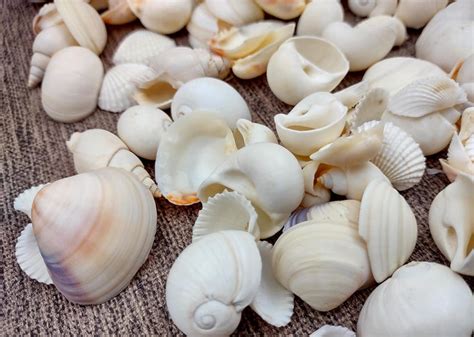 Small White Assorted Seashell Mix Approx 1 Cup 125 Assorted Shells 0
