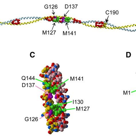 Signal Peptide Prediction Using A Phobius And B Signal P 41