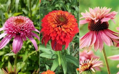 27 Gorgeous Coneflower Echinacea Varieties To Grow Gardening Chores