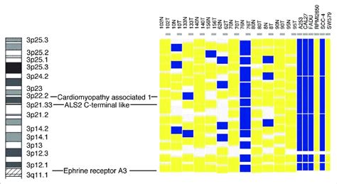Loh Determined By Snp Analysis In The Human Hnscc Samples And Cell