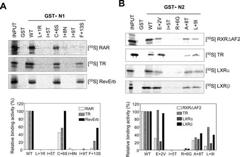 Gst Pulldown Assays For The Interactions Between Identified Mutants And Download Scientific