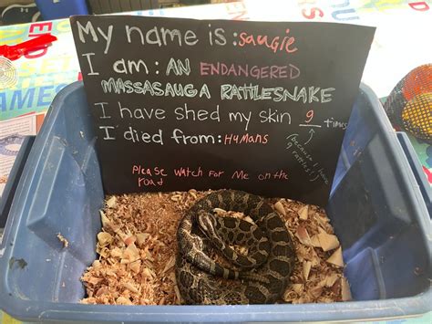 Youth Wellness Day Program The Green Herons