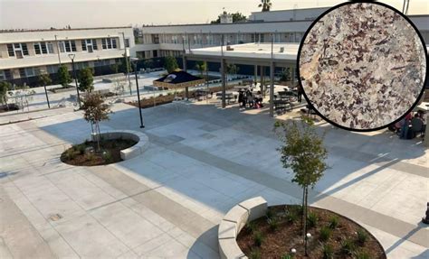 Construction Workers Uncover Massive Fossil Treasure Beneath High School—a Hidden World From 87