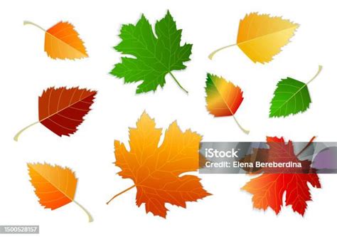 단풍 세트 흰색과 투명한 배경에 그림자가 있는 다양한 색상 개념 가을 가을 분위기 디자인을위한 격리 된 가을 요소 단풍잎 자작잎 10월에 대한 스톡 벡터 아트 및 기타
