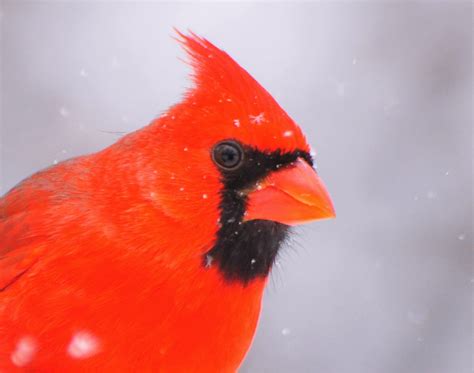 Northern Cardinal Bird Northern Cardinal Bird Facts Cardinalis