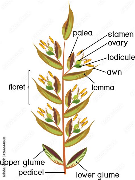 Structure Of Grass Spikelet Diagram Of Portion Of Grass Inflorescence
