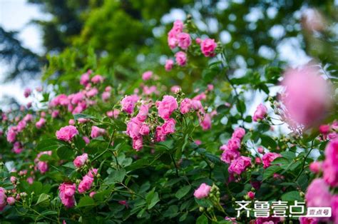 在护城河遇见蔷薇她不语也倾城 少帮主 自带 流苏