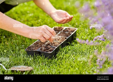 Woman Planting Flower Seeds To Pots Tray With Soil Stock Photo Alamy