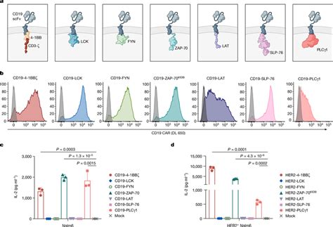 Proximal Signalling Molecules Are Sufficient To Propagate Car T Download Scientific Diagram