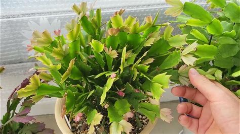 가재발게발선인장 그냥 두시면 꽃 피지 않아요이렇게 꼭꼭 하셔야 Youtube