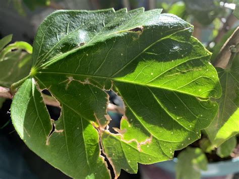 Oc What Is Eating My Hibiscus White Spots On Leaves Rhibiscus