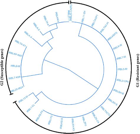 Dendrogram For Monogenic Lines According To The Reactions In Different