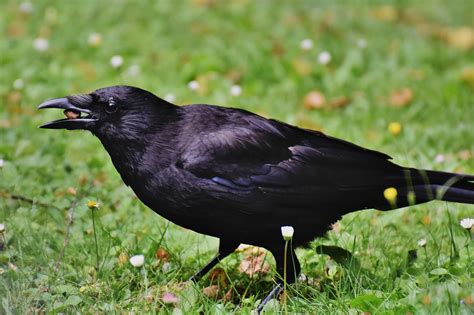 2000 Free Crow And Nature Photos Pixabay