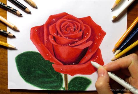 Rose Flower Images Drawing With Colour Pencil