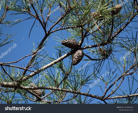 Branvhes Images Photos Et Images Vectorielles De Stock Shutterstock