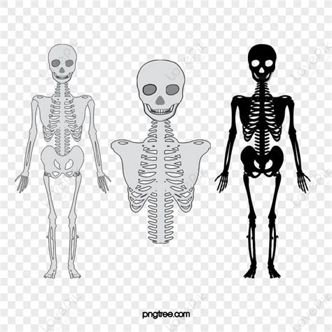 인체 일러스트 모델 두개골 인간의 몸 Png 일러스트 무료 다운로드 Lovepik