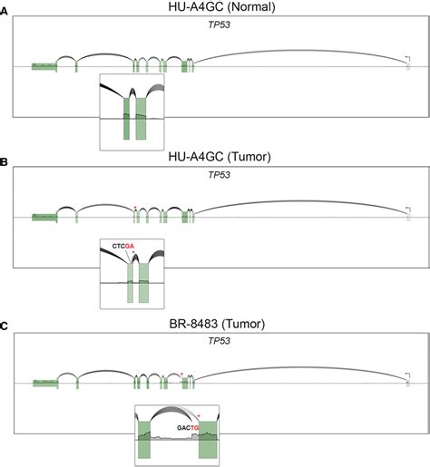 A Splicev Plot Of Rna Coverage And Splicing From Normal Stomach Tissue