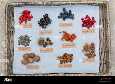 European Red Squirrel Eurasian Red Squirrel Sciurus Vulgaris