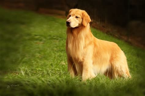 Eclipse Golden Retrievers Golden Retriever Breeders And Information