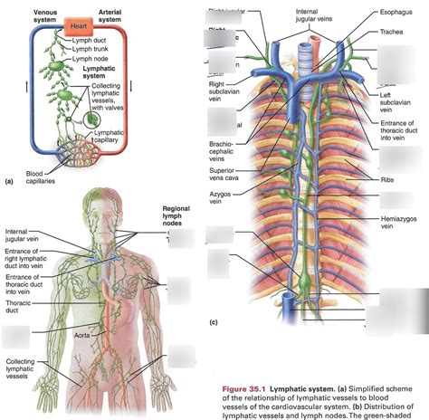 Trunk Definition Box At Barbara Moser Blog