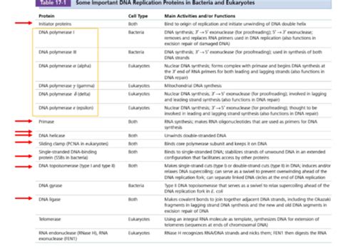 DNA Replication Flashcards Quizlet