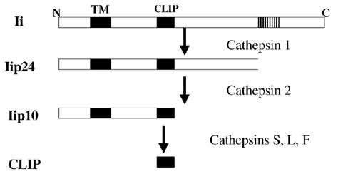 invariant chain ii undergoes stepwise c terminal degradation to