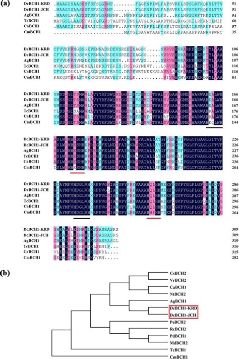 Sequence Alignment And Phylogenetic Relationship Between Dcbch1 And