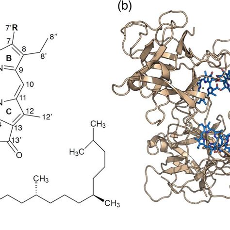 A Structure Of Chl A R Ch 3 And B R Cho B Download Scientific Diagram