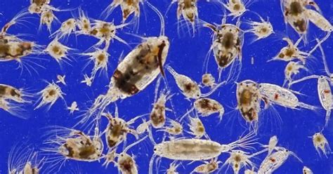 Glowing Bacteria Is Just Waiting To Be Eaten Practical Fishkeeping