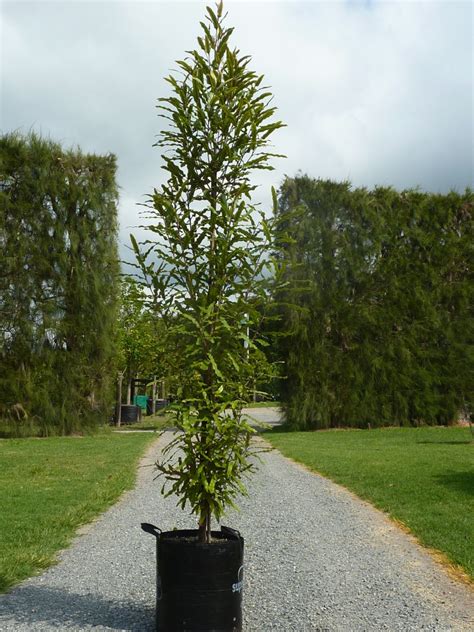 Knightia Excelsa Rewarewa Tauranga Tree Co