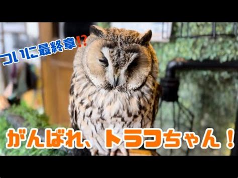 鳥のいるカフェ谷中本店がんばれトラフちゃん最終章 YouTube