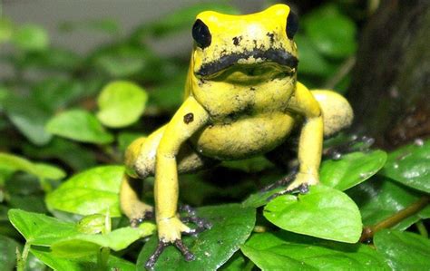 Ядовитые лягушки и жабы мира фото названия и описания