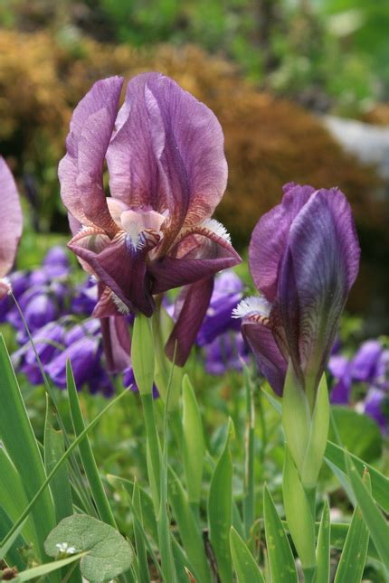 Iris Reichenbachii North American Rock Garden Society