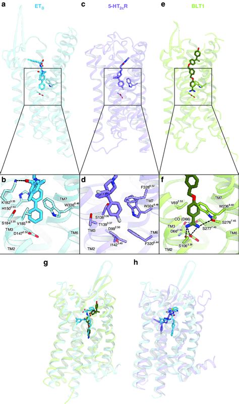 Structural Comparison With The Inverse Agonist Bound Gpcr Structures