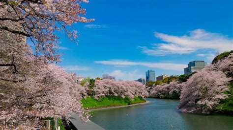 4K Ultra HD 千鳥ヶ淵の桜 Cherry Blossoms at Chidorigafuchi in TOKYO Shot