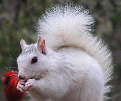 Albino Red Squirrel
