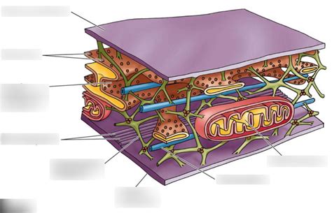 Diagram Of Structure Of Cytoskeleton Quizlet
