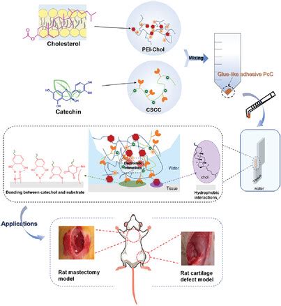 An Instant Underwater Tissue Adhesive Composed Of Catechin‐chondroitin