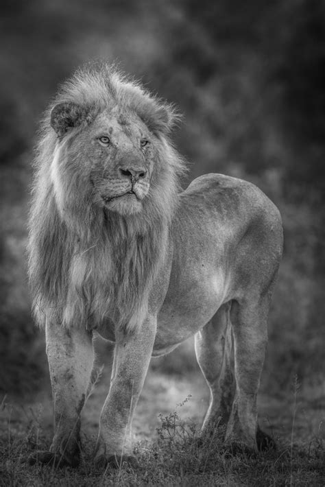 Blondie Jeffrey C Sink Als Kunstdruck Oder Gemälde