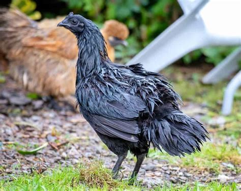 Ayam Cemani Eggs Height Size And Raising Tips