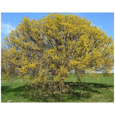 Cornus Mas Vertrouwd En Snel Bestellen